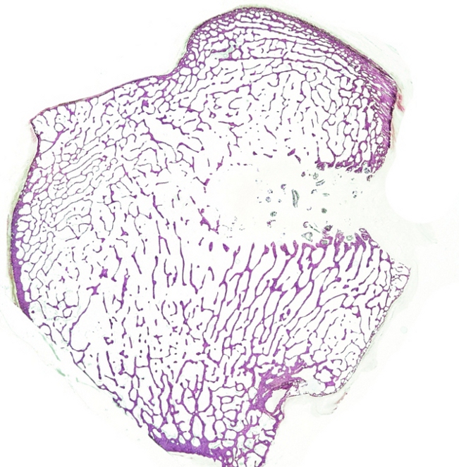 Bone Void Defects – Orthopedic Research Laboratory