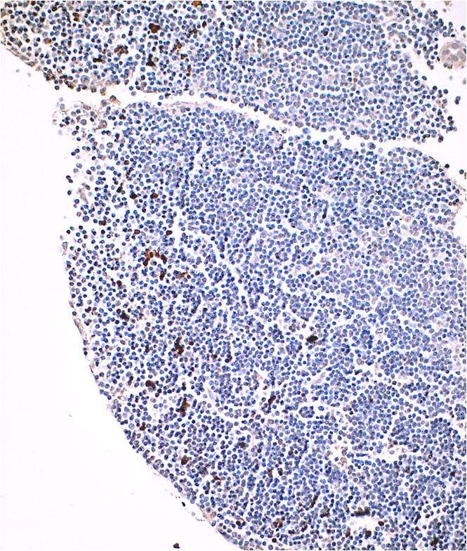 Cytokine Staining – Orthopedic Research Laboratory