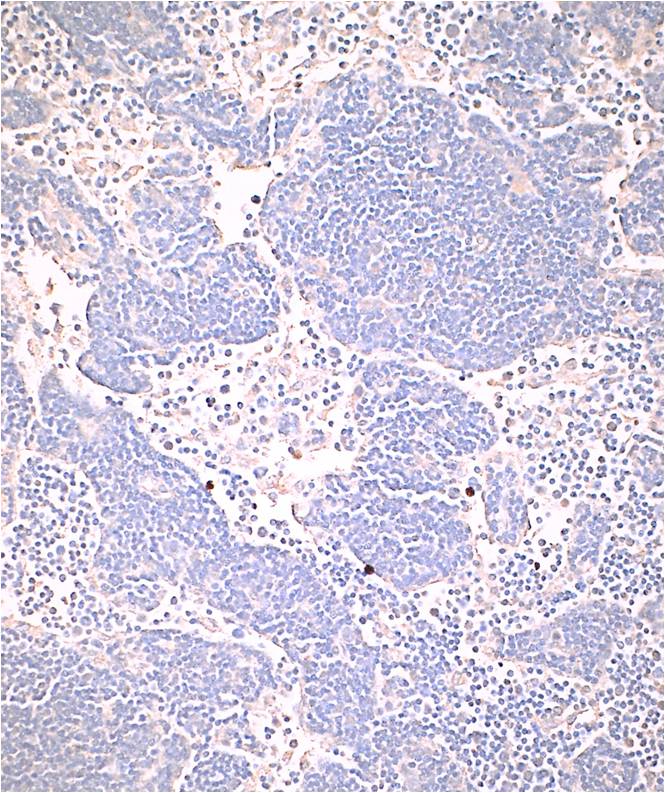 Cytokine Staining – Orthopedic Research Laboratory