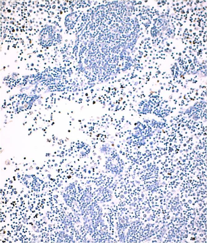 Cytokine Staining – Orthopedic Research Laboratory