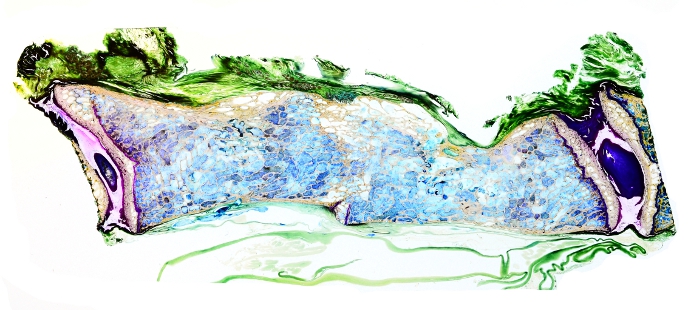 Histology – Orthopedic Research Laboratory